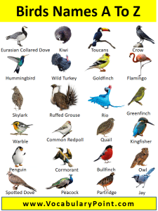 A to Z Birds Name in English with pictures PDF - Vocabulary Point