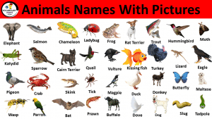 Popular Animal Names with Pictures | Download PDF - Vocabulary Point