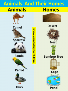 Animals And Their Homes - Vocabulary Point