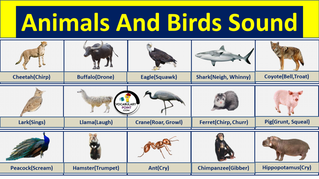 Animals And Birds Sound List - Vocabulary Point