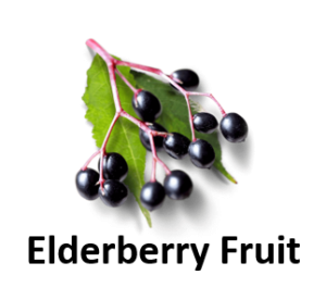 Fruits Starting with E (Properties and Pictures) - Vocabulary Point