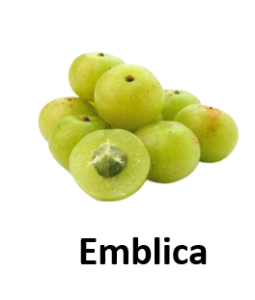 Fruits Starting with E (Properties and Pictures) - Vocabulary Point