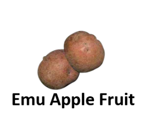 Fruits Starting with E (Properties and Pictures) - Vocabulary Point