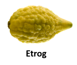 Fruits Starting with E (Properties and Pictures) - Vocabulary Point