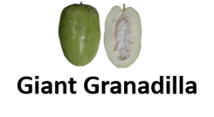 Fruits Starting with G (Properties and Pictures) - Vocabulary Point