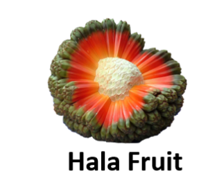 Fruits Starting with H (Properties and Pictures) - Vocabulary Point