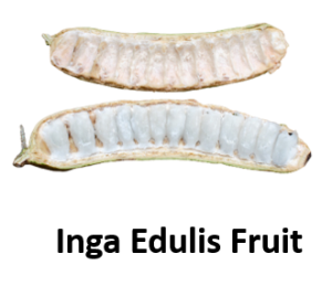 Fruits Starting with I (Properties and Pictures) - Vocabulary Point