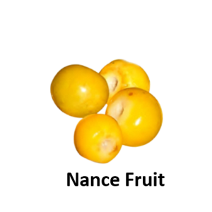 Fruits Starting with N (Properties and Pictures) - Vocabulary Point