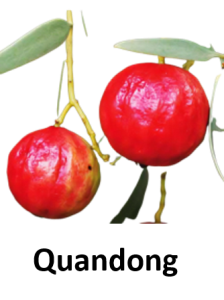 Fruits Starting with Q (Properties and Pictures) - Vocabulary Point