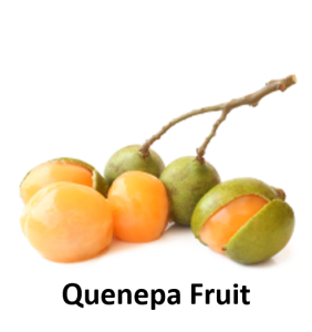 Fruits Starting with Q (Properties and Pictures) - Vocabulary Point