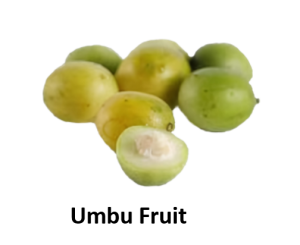 Fruits Starting with U (Properties and Pictures) - Vocabulary Point