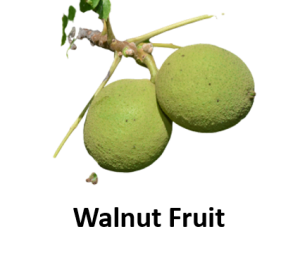 Fruits Starting with W (Properties and Pictures) - Vocabulary Point