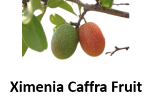 80+ Fruits that Start with X (Properties and Pictures) - Vocabulary Point