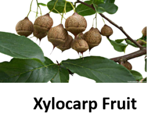 Fruits Starting with X (Properties and Pictures) - Vocabulary Point