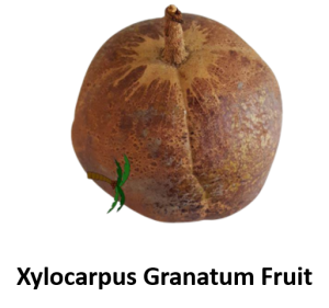 Fruits Starting with X (Properties and Pictures) - Vocabulary Point