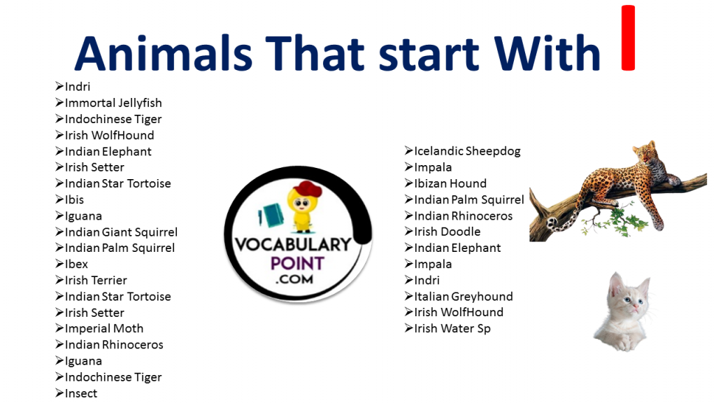 Animals that start with I - Vocabulary Point