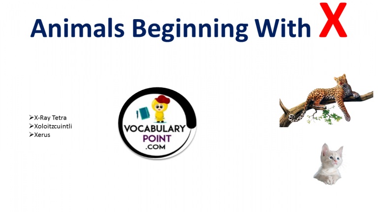 Animal Beginning with X Archives - Vocabulary Point