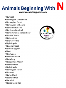Animals that start with N - Vocabulary Point