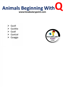 Animals that start with Q - Vocabulary Point