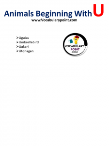 Animal Beginning with U - Vocabulary Point