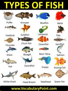 100 Types of Fish (List of Fish Names with Pictures) - Vocabulary Point