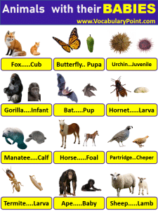 Animals With Their Young Ones| Animals And Their Babies - Vocabulary Point