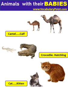 Animals With Their Young Ones| Animals And Their Babies - Vocabulary Point
