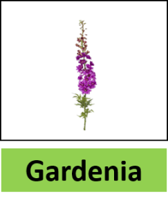 200+ All Plant Names With Pictures (Plant Names A to Z) - Vocabulary Point
