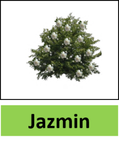 200+ All Plant Names With Pictures (Plant Names A to Z) - Vocabulary Point