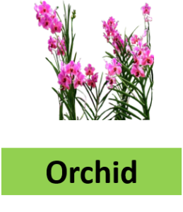 200+ All Plant Names With Pictures (Plant Names A to Z) - Vocabulary Point