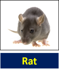 Omnivorous Animals Names List with Pictures ( With Their Properties ...