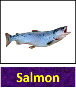 List of Carnivorous Animals With Their Facts - Vocabulary Point