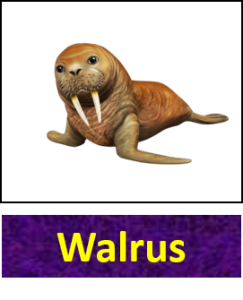 List of Carnivorous Animals With Their Facts - Vocabulary Point