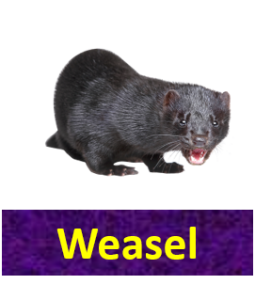 List of Carnivorous Animals With Their Facts - Vocabulary Point