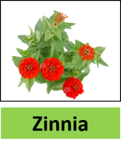 200+ All Plant Names With Pictures (Plant Names A to Z) - Vocabulary Point