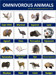 50+ List Of Omnivorous Animals Vocabulary - Vocabulary Point