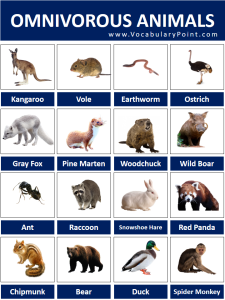 50+ List Of Omnivorous Animals Vocabulary - Vocabulary Point
