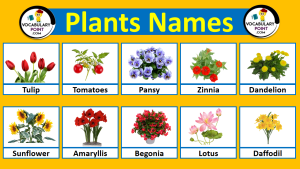200+ All Plant Names With Pictures (Plant Names A to Z) - Vocabulary Point