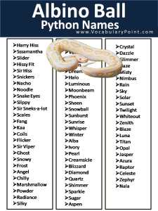 250+ Cool Ball Python Names - Vocabulary Point