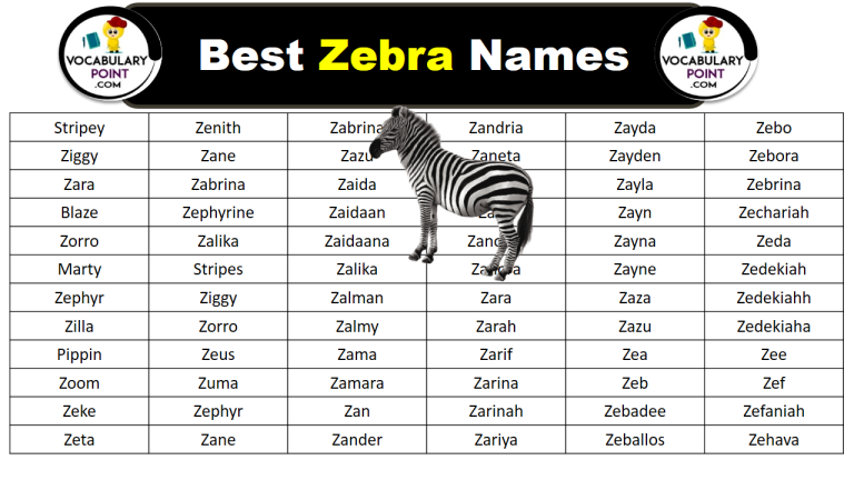 400+ Best Zebra Names in English - Vocabulary Point