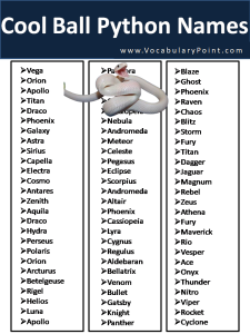 250+ Cool Ball Python Names - Vocabulary Point
