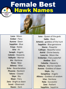 500 +Best Hawk Names (Male, Female, Cool) - Vocabulary Point
