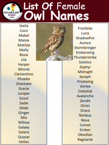 500+ Best Owl Names (Cute, Funny & Fantasy) - Vocabulary Point