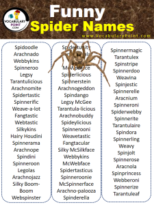 800+ Spider Names (Cute, Funny & Cool) - Vocabulary Point