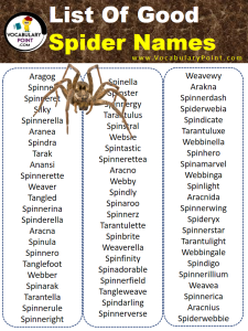 800+ Spider Names (Cute, Funny & Cool) - Vocabulary Point