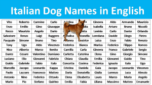 500+ Italian Dog Names in English - Vocabulary Point