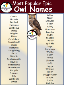 500+ Best Owl Names (Cute, Funny & Fantasy) - Vocabulary Point