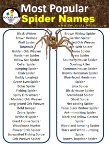 800+ Spider Names (Cute, Funny & Cool) - Vocabulary Point
