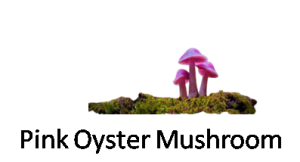 450+ Amazing Things That Are Pink - Vocabulary Point