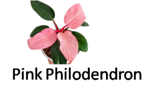 450+ Amazing Things That Are Pink - Vocabulary Point